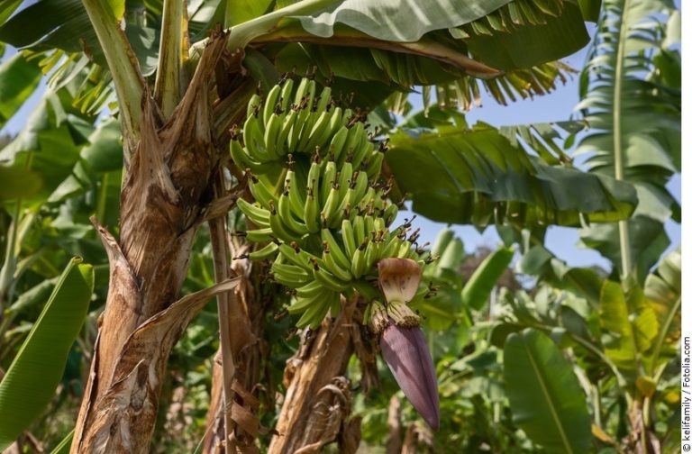 Banane (Musa x paradisiaca) - Botanik, Herkunft, Pflege - Tropenforum.de